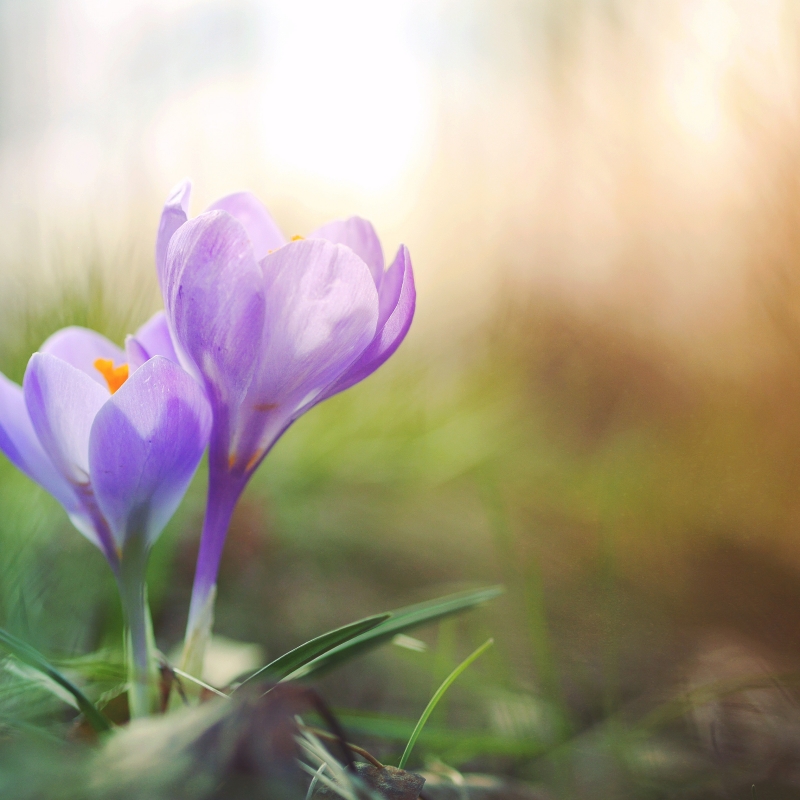 Are you a Spring personality? – Sophie Robinson